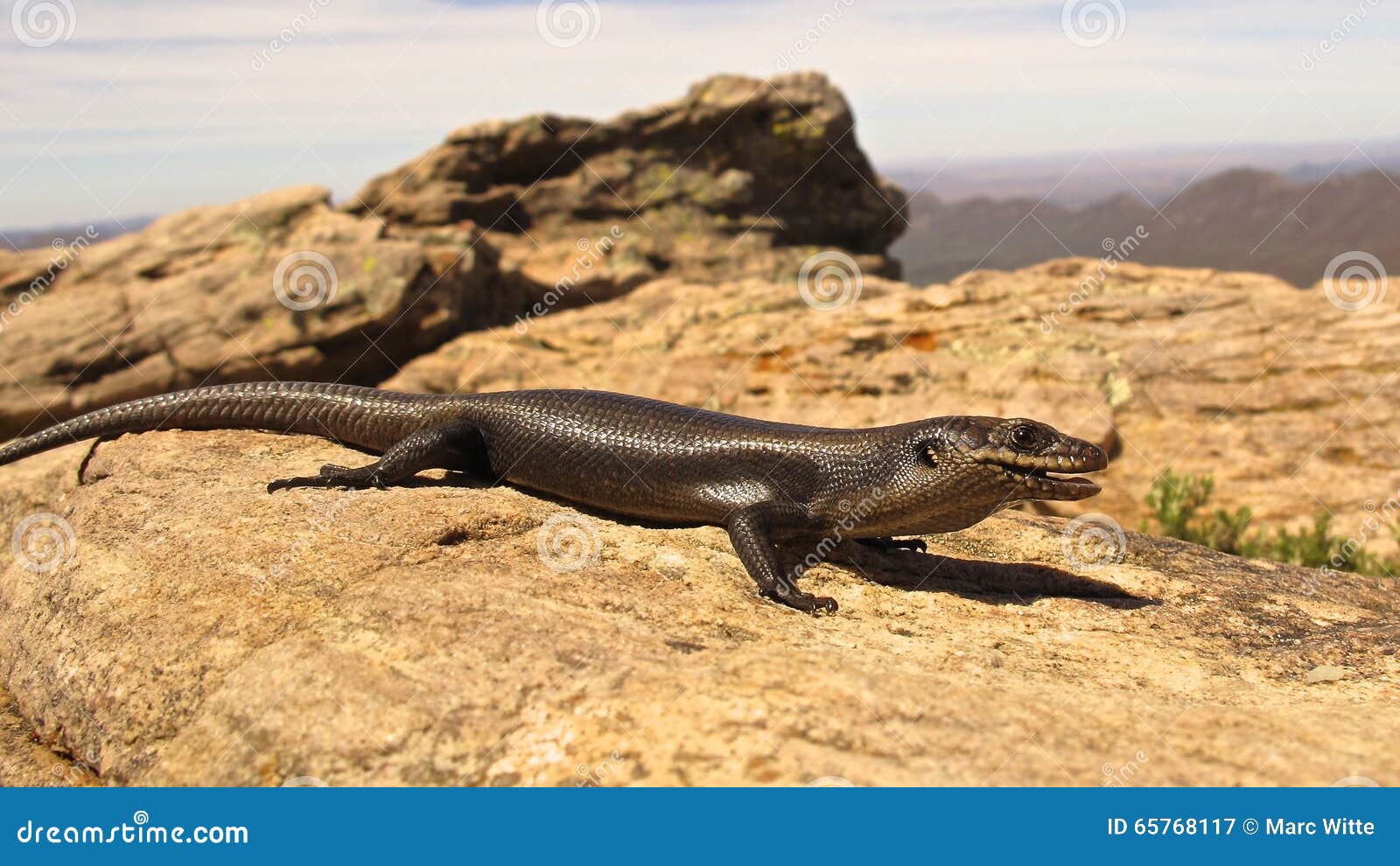 Lizard, goanna, australia stock image. Image of beauty - 65768117
