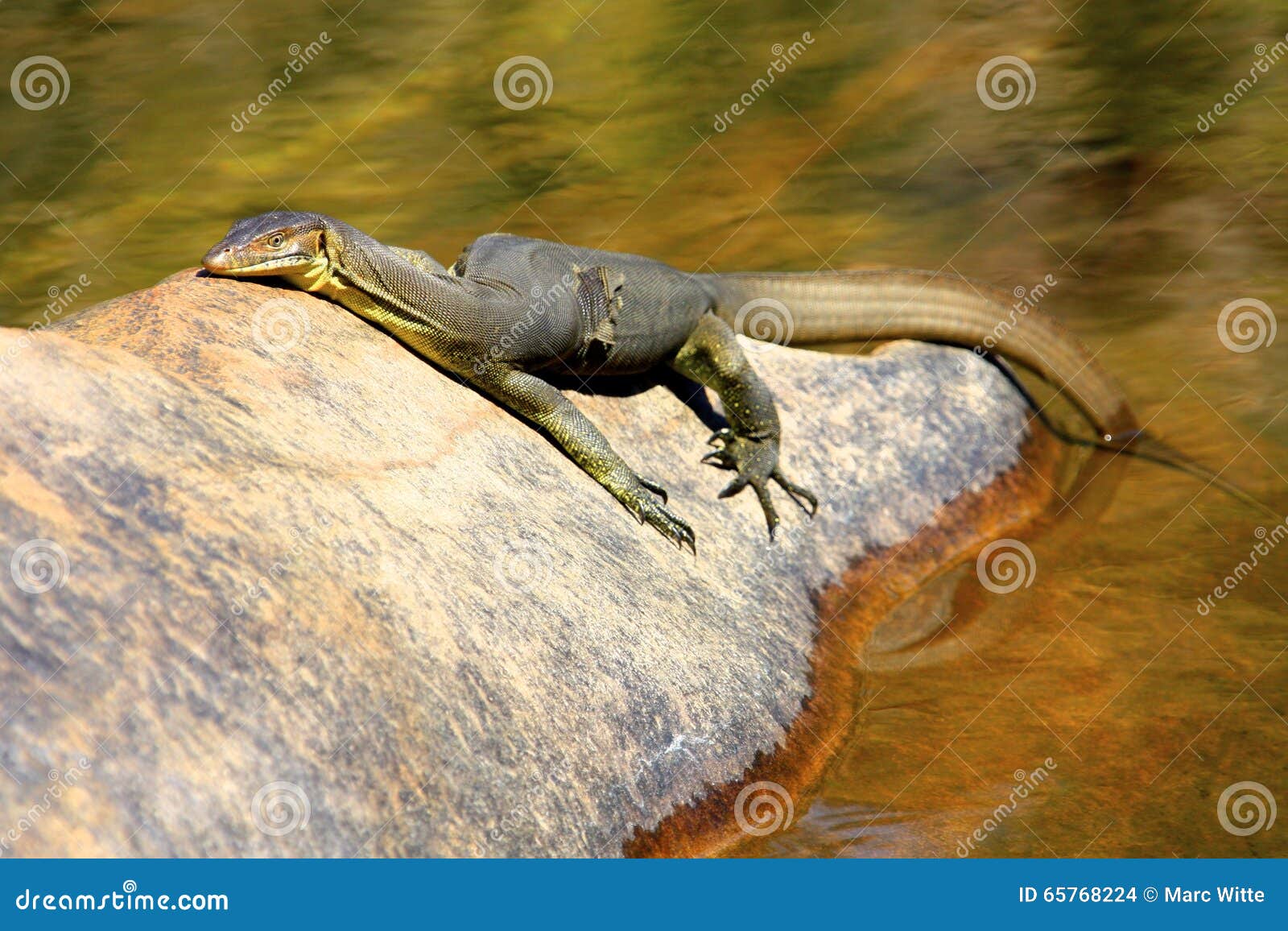 Lizard, goanna, australia stock photo. Image of reptile - 65768224