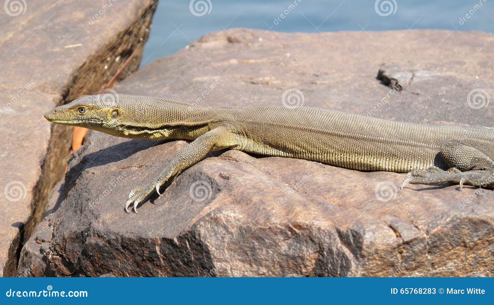 Lizard, goanna, australia stock image. Image of color - 65768283