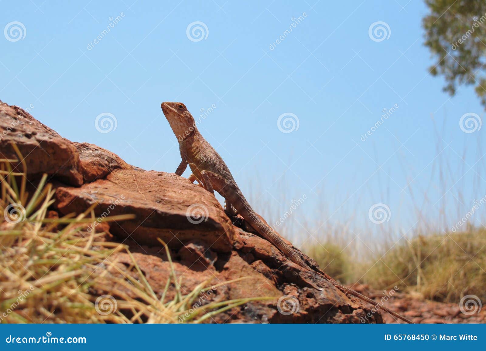 Lizard, goanna, australia stock photo. Image of goanna - 65768450