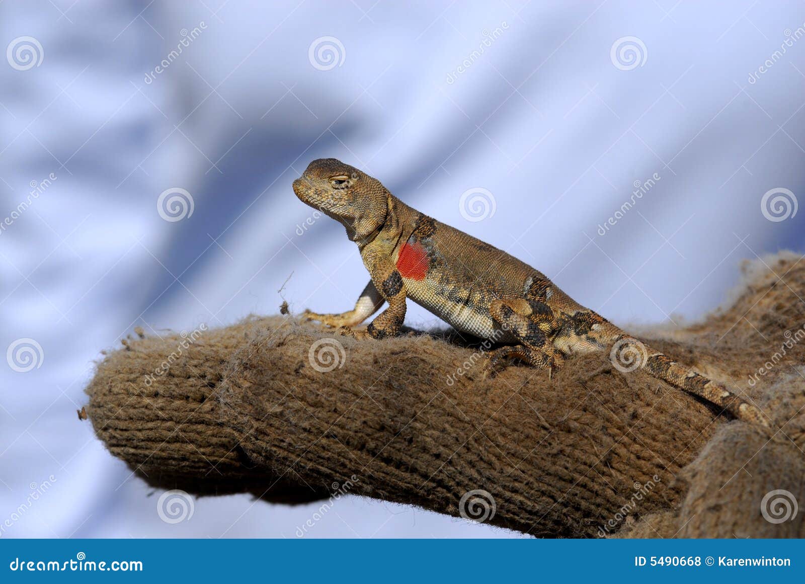 Lizard in the Gobi Desert. Mongolia Stock Photo - Image of cold ...