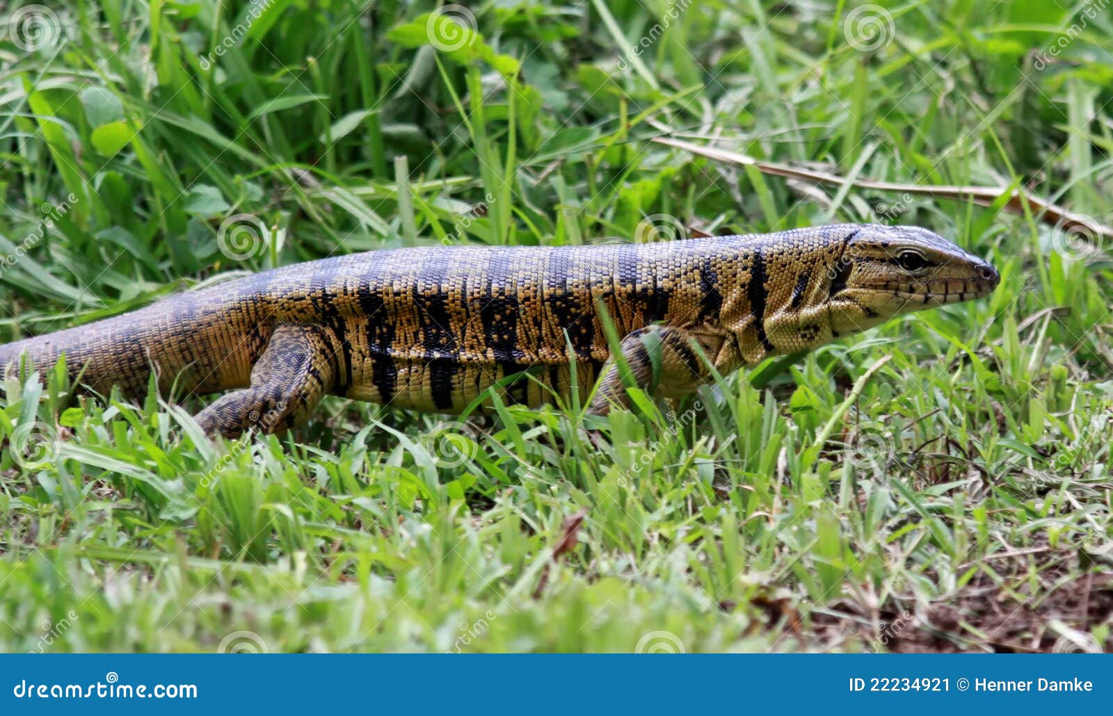 Lizard Gold Tegu (Trinidad) Stock Image - Image of south, awake: 22234921