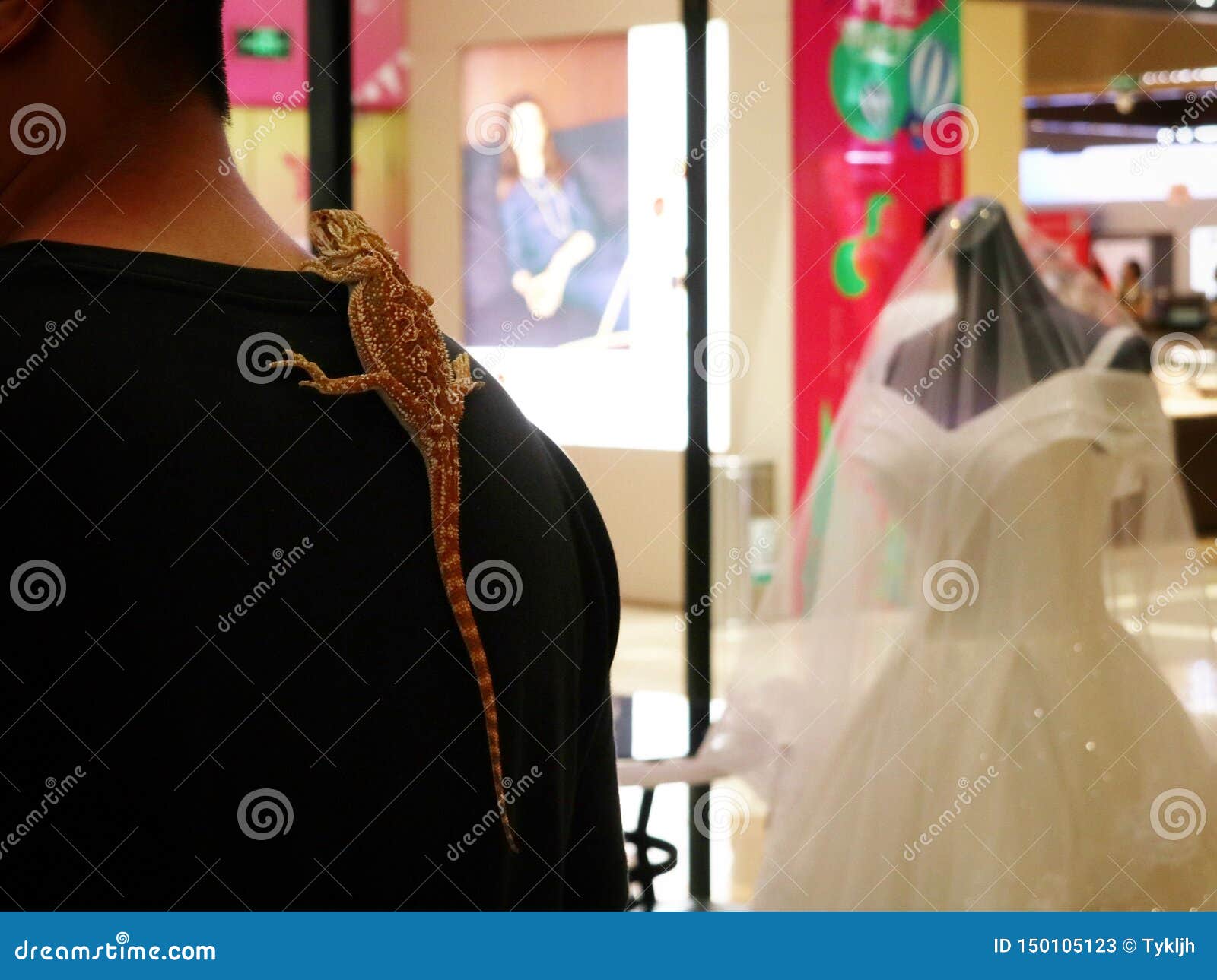 Lizard stock image. Image of kneeling, golden, lizard - 150105123