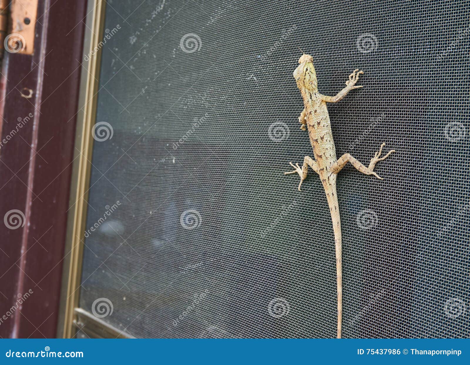 Lizard Grabs on the Wire Screen Stock Photo - Image of animal, wild ...