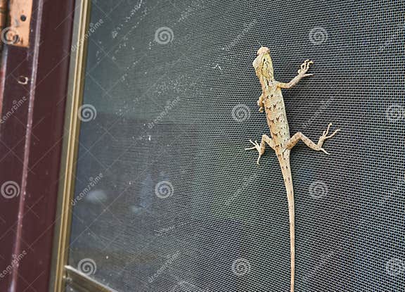 Lizard Grabs on the Wire Screen Stock Photo - Image of animal, wild ...