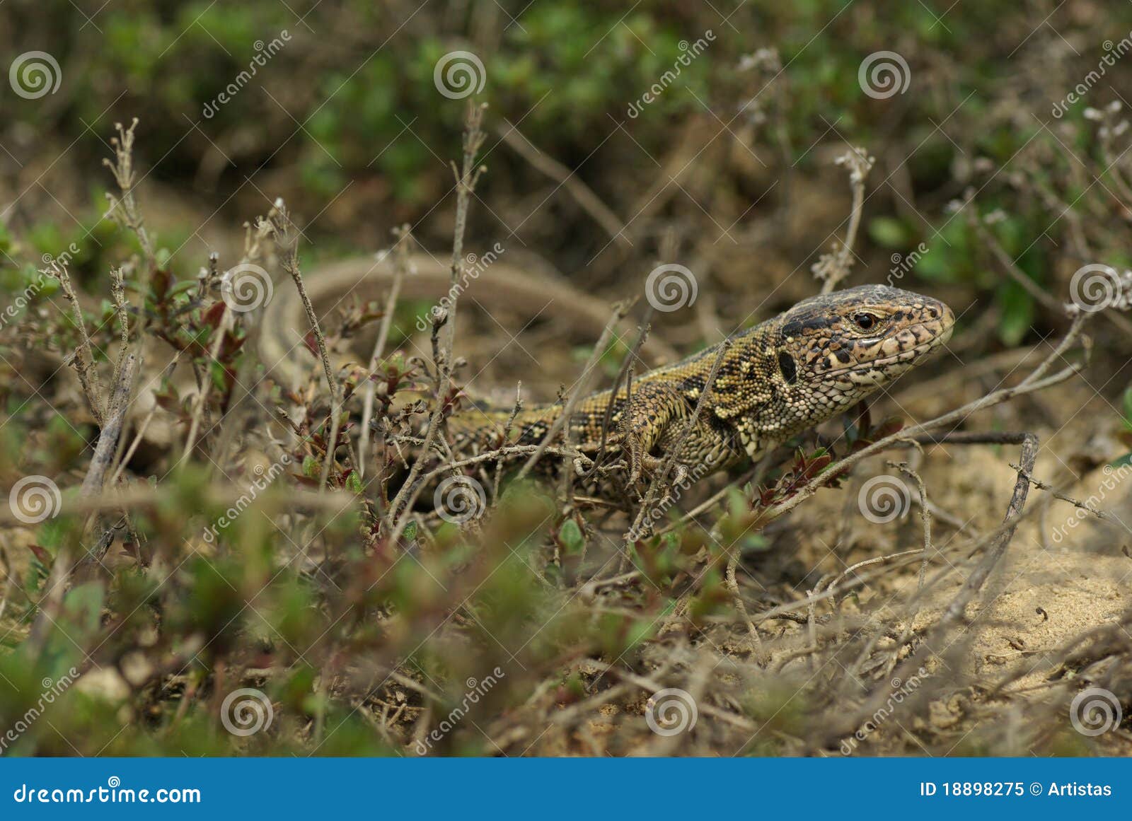 Lizard in the grass stock image. Image of tail, lawn - 18898275