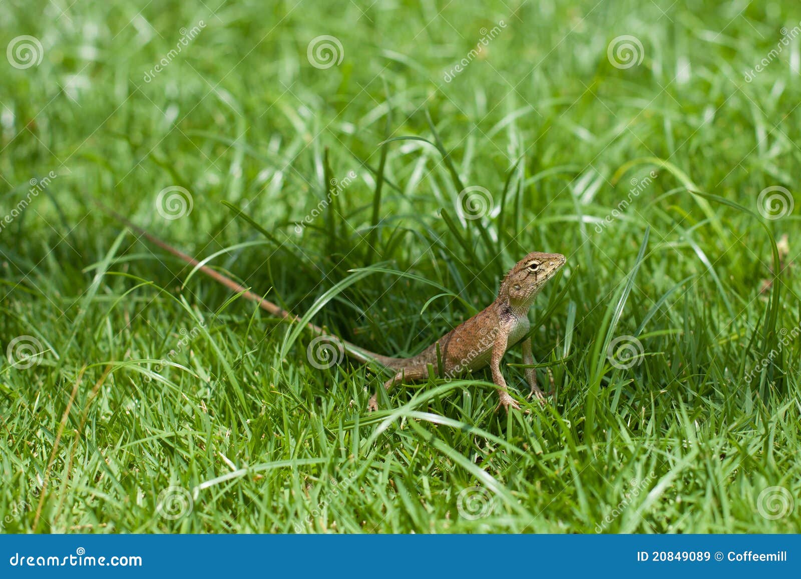 Lizard in a grass stock image. Image of animal, grass - 20849089
