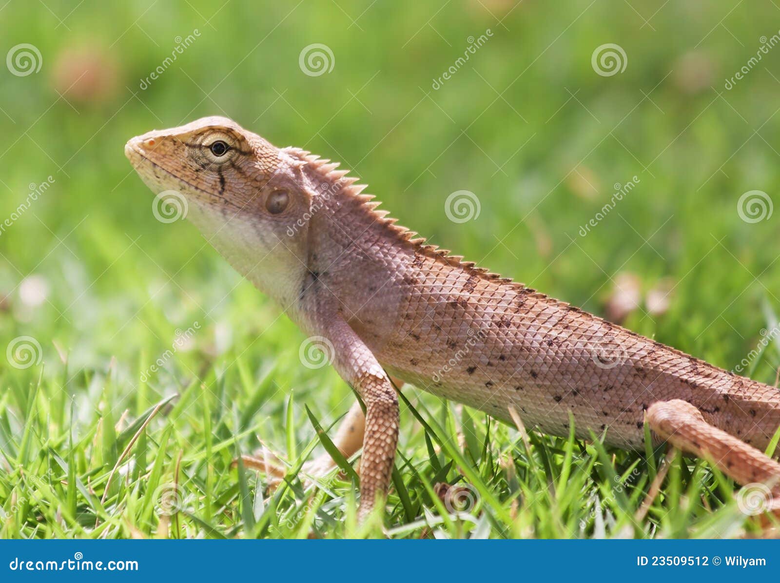Lizard on the grass stock photo. Image of macro, animal - 23509512