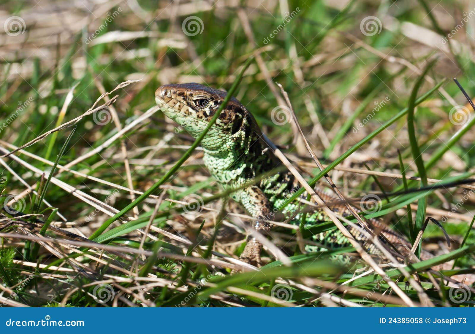 Lizard in the grass stock photo. Image of wild, common - 24385058