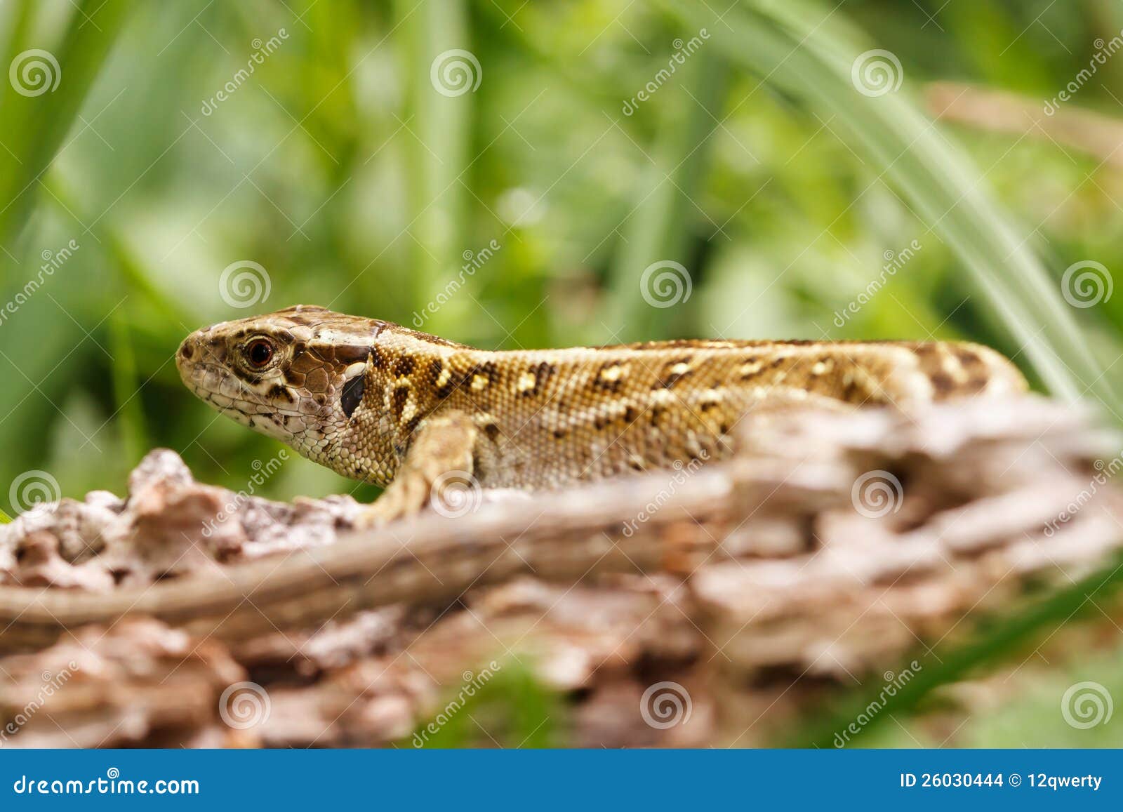 Lizard in grass stock photo. Image of hidden, nature - 26030444