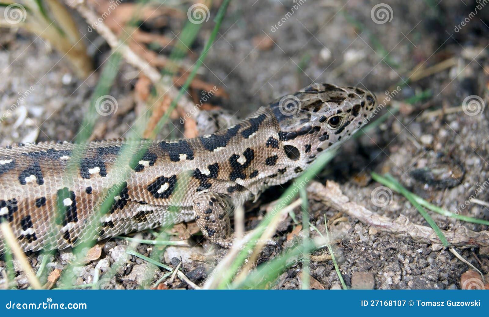 Lizard in the grass stock image. Image of life, wild - 27168107