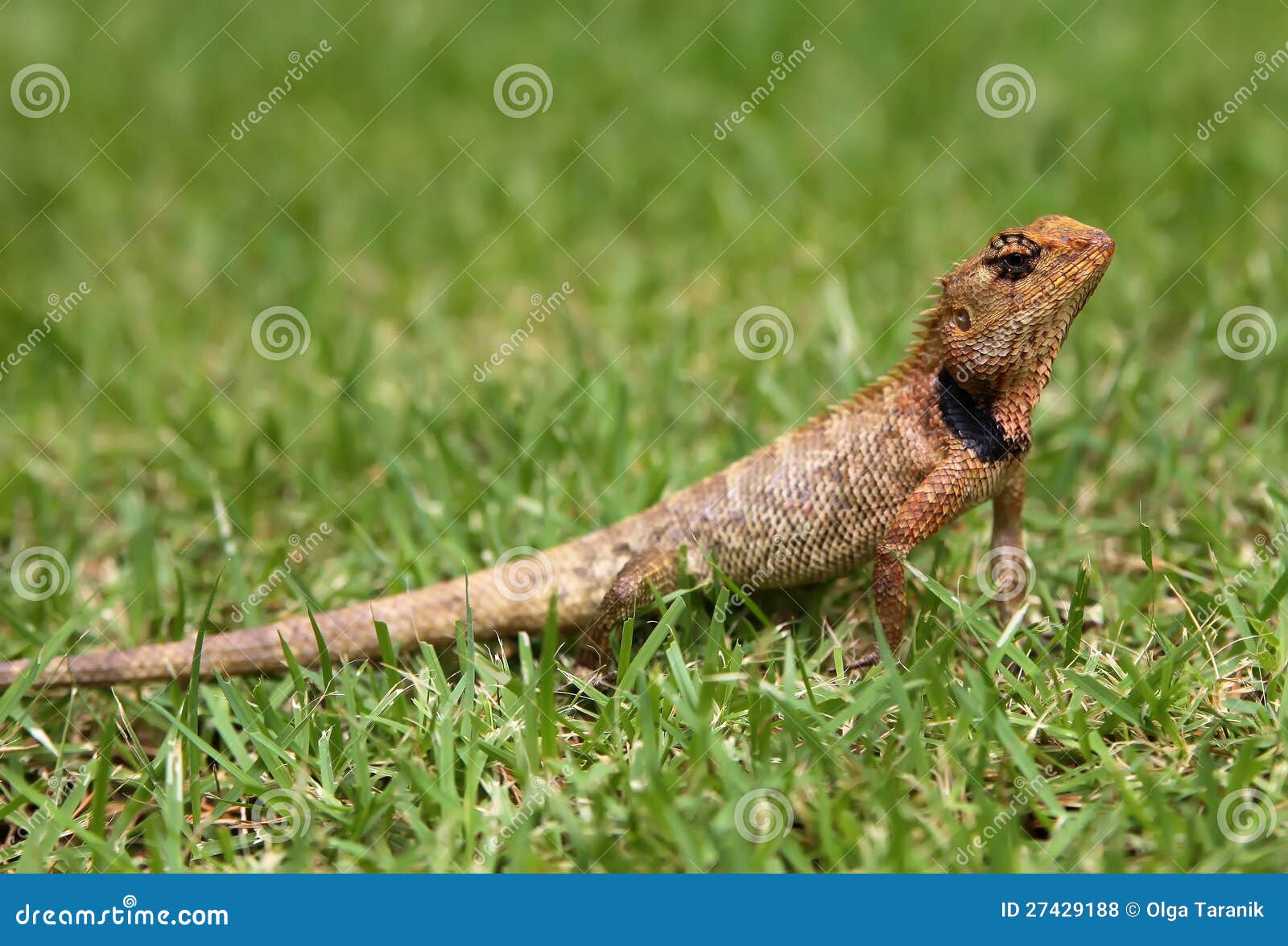 Lizard on the grass stock photo. Image of danger, male - 27429188