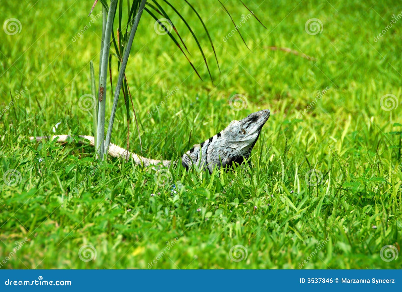 Lizard in grass stock photo. Image of cold, reptilian - 3537846