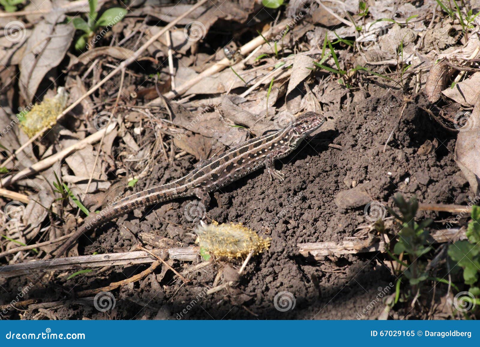 Lizard on the grass stock image. Image of reptiles, nature - 67029165