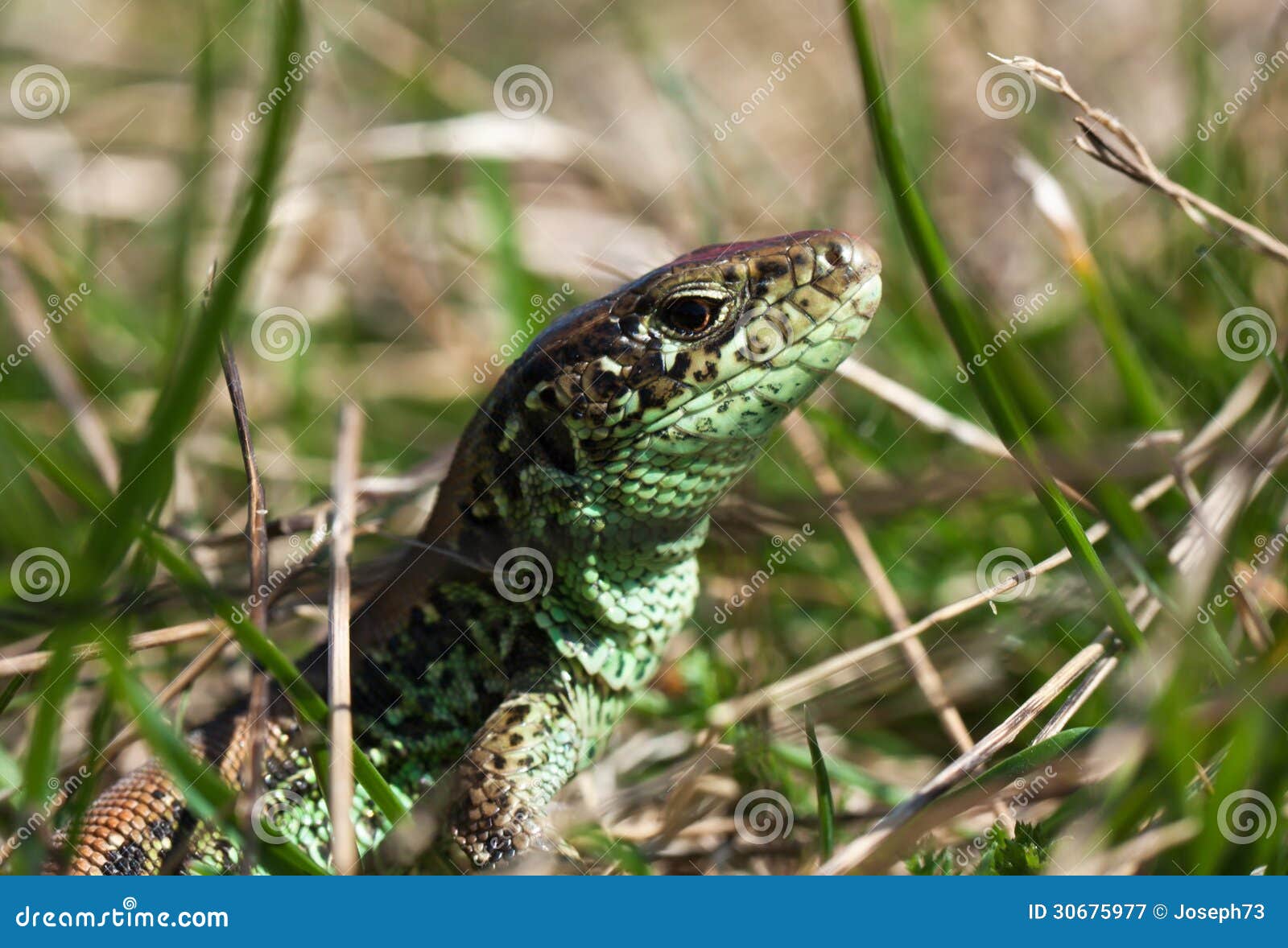 Lizard in the grass stock image. Image of beauty, wildlife - 30675977