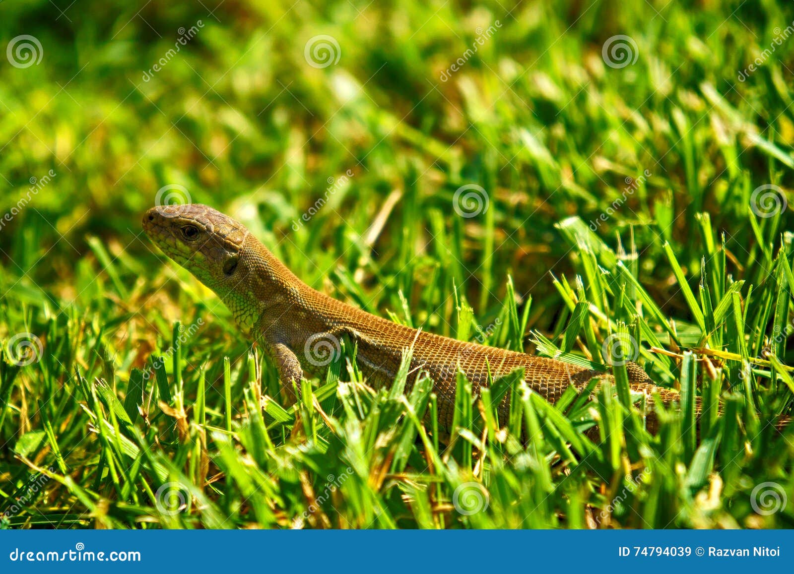 Lizard in grass stock image. Image of reptile, tropical - 74794039