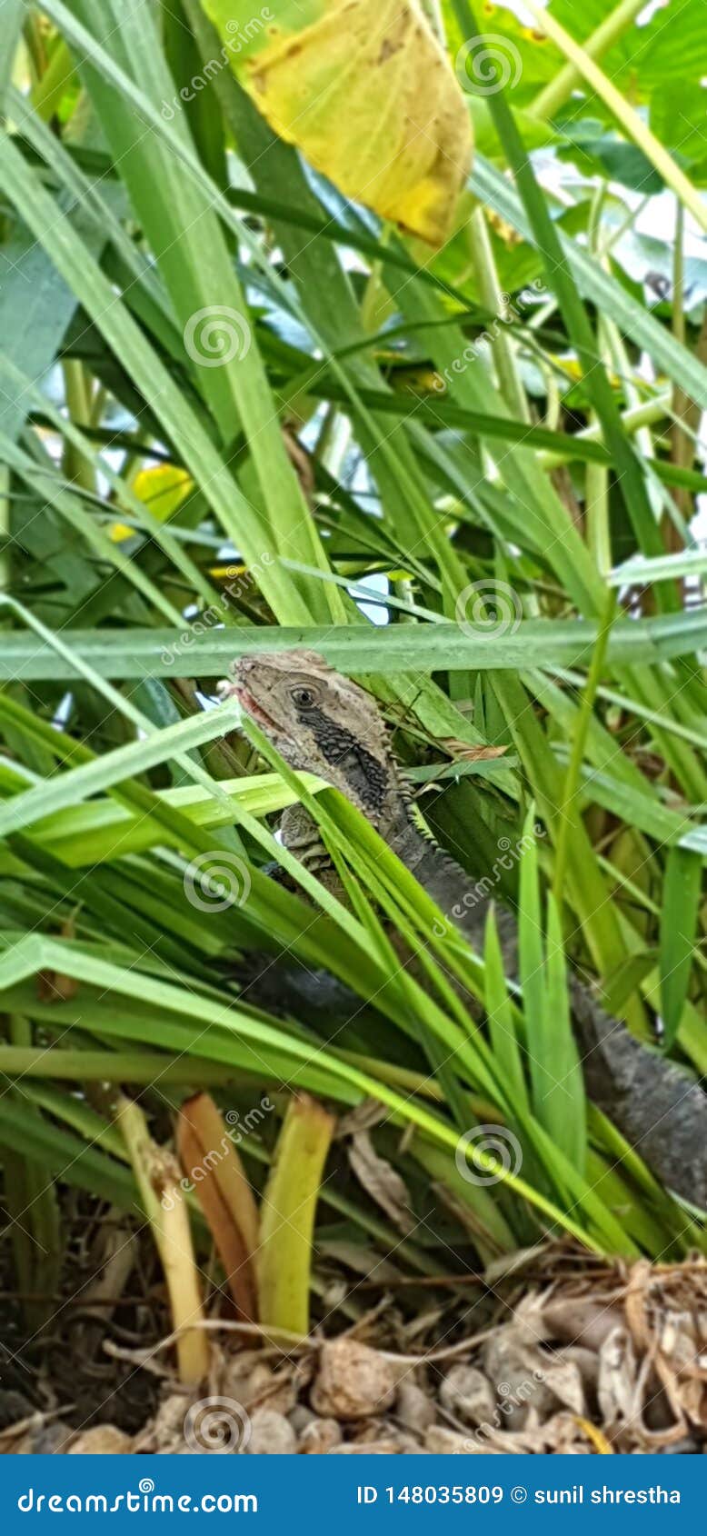 Lizard stock image. Image of grass, green, nature, lizard - 148035809