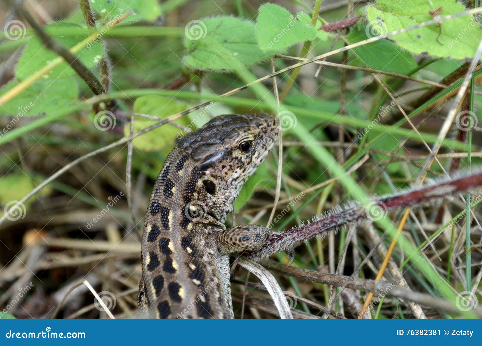 Lizard on the grass stock image. Image of forest, ecology - 76382381