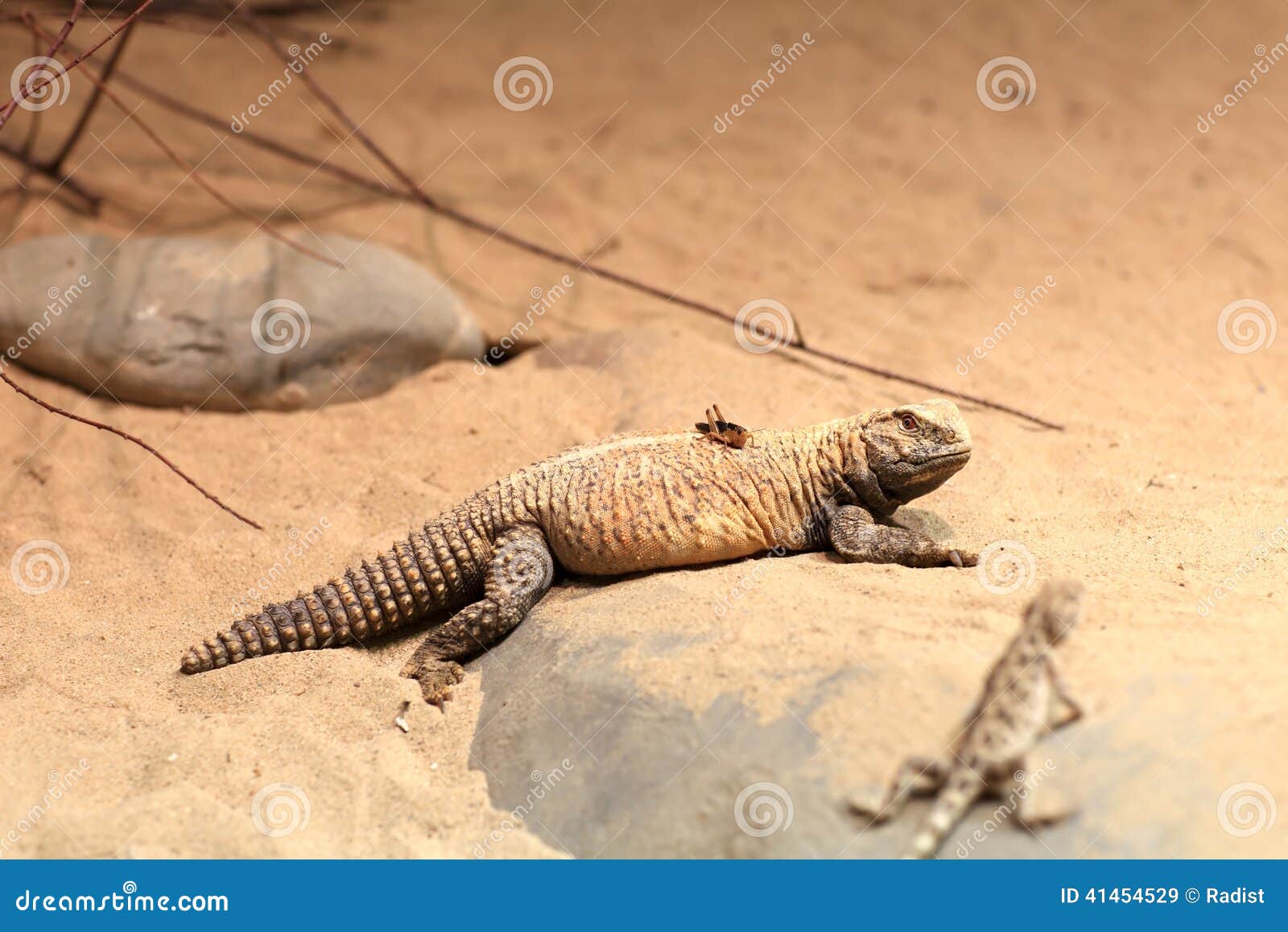 Lizard and grasshopper stock image. Image of pets, brown - 41454529