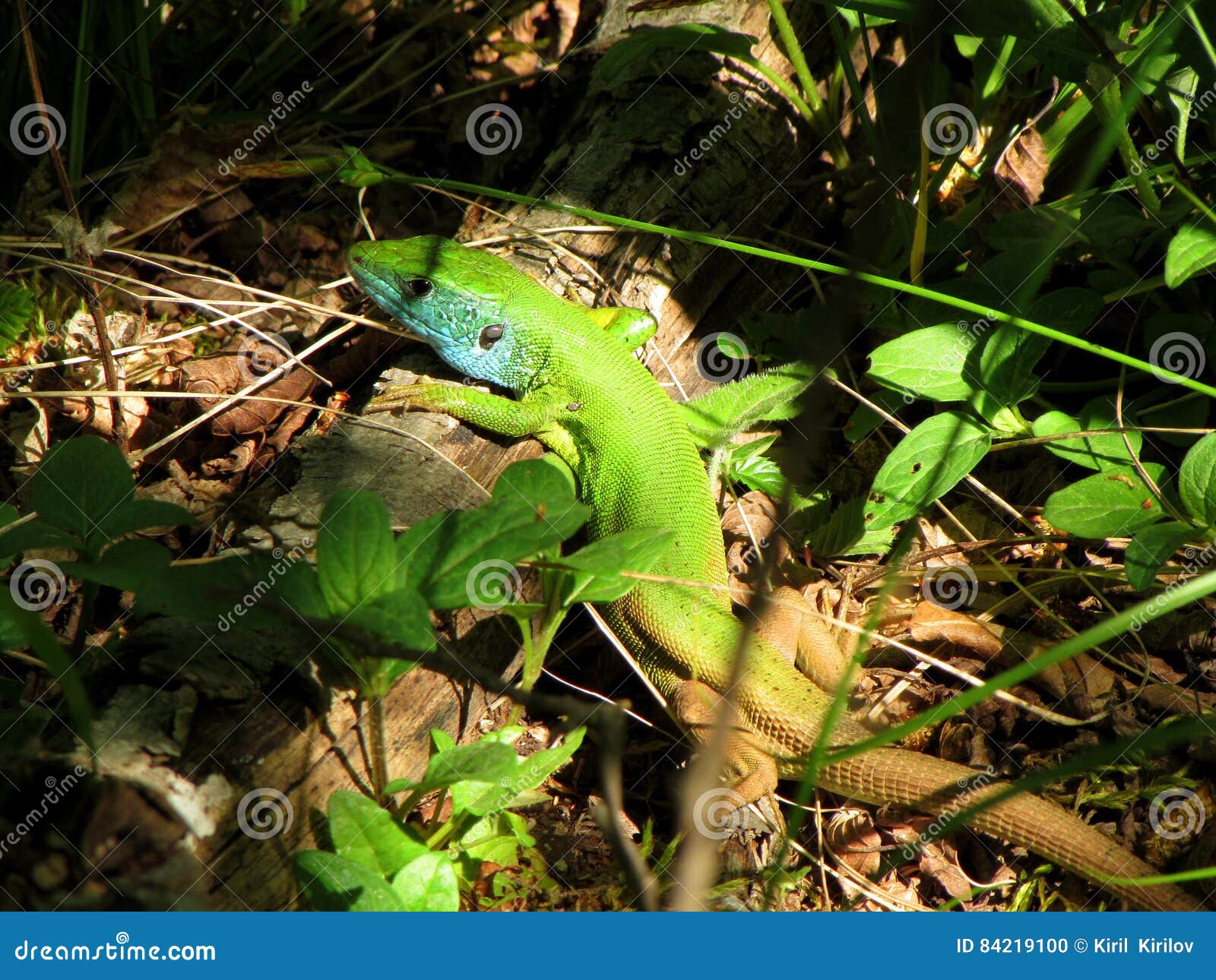 Lizard stock photo. Image of color, bulgarian, nature - 84219100