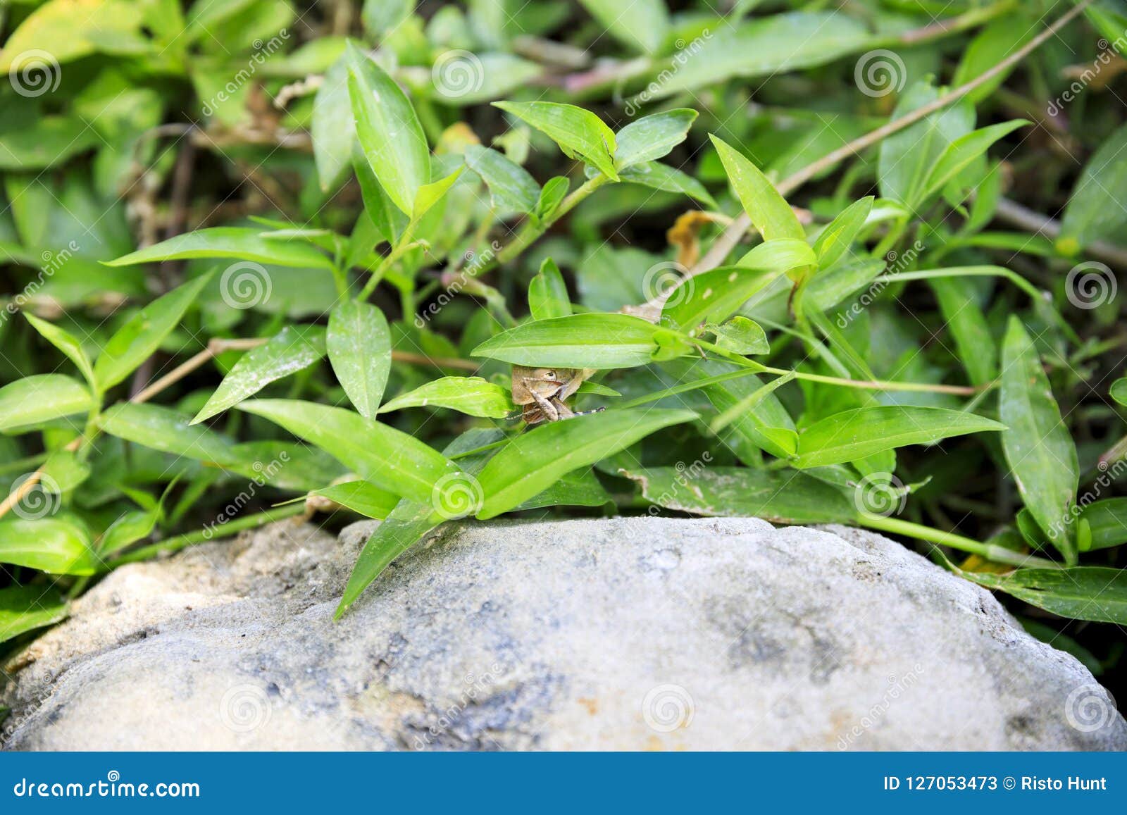Lizard in Green Bush Eats Grasshopper Stock Image - Image of green ...
