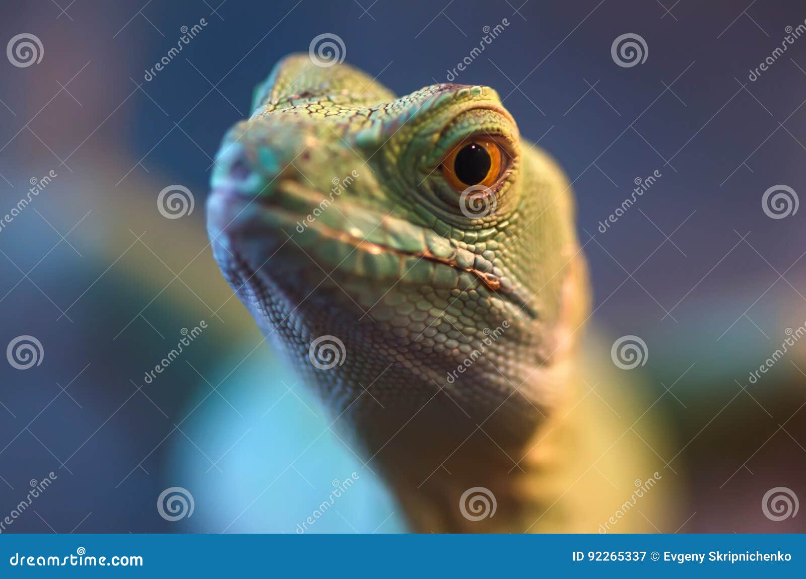 Lizard In A Green Jungle Made Of Grass Stock Photo | CartoonDealer.com ...