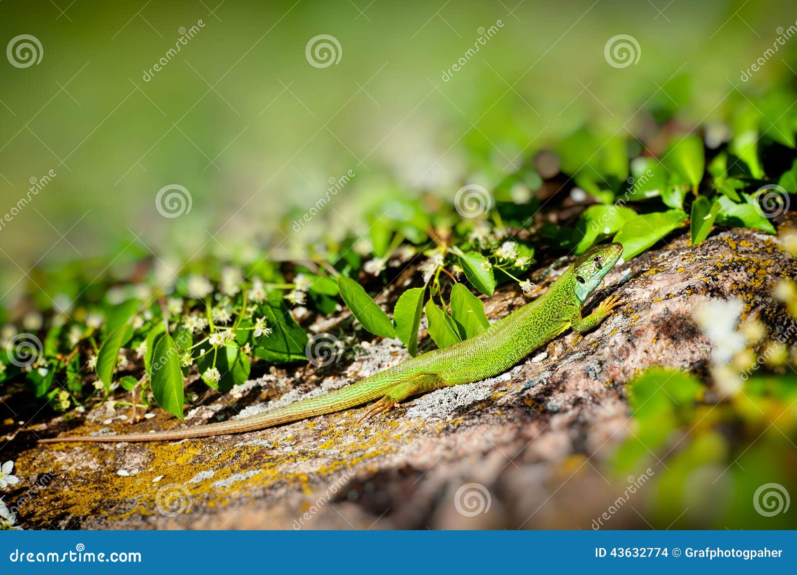 Lizard stock photo. Image of forest, portrait, outdoor - 43632774