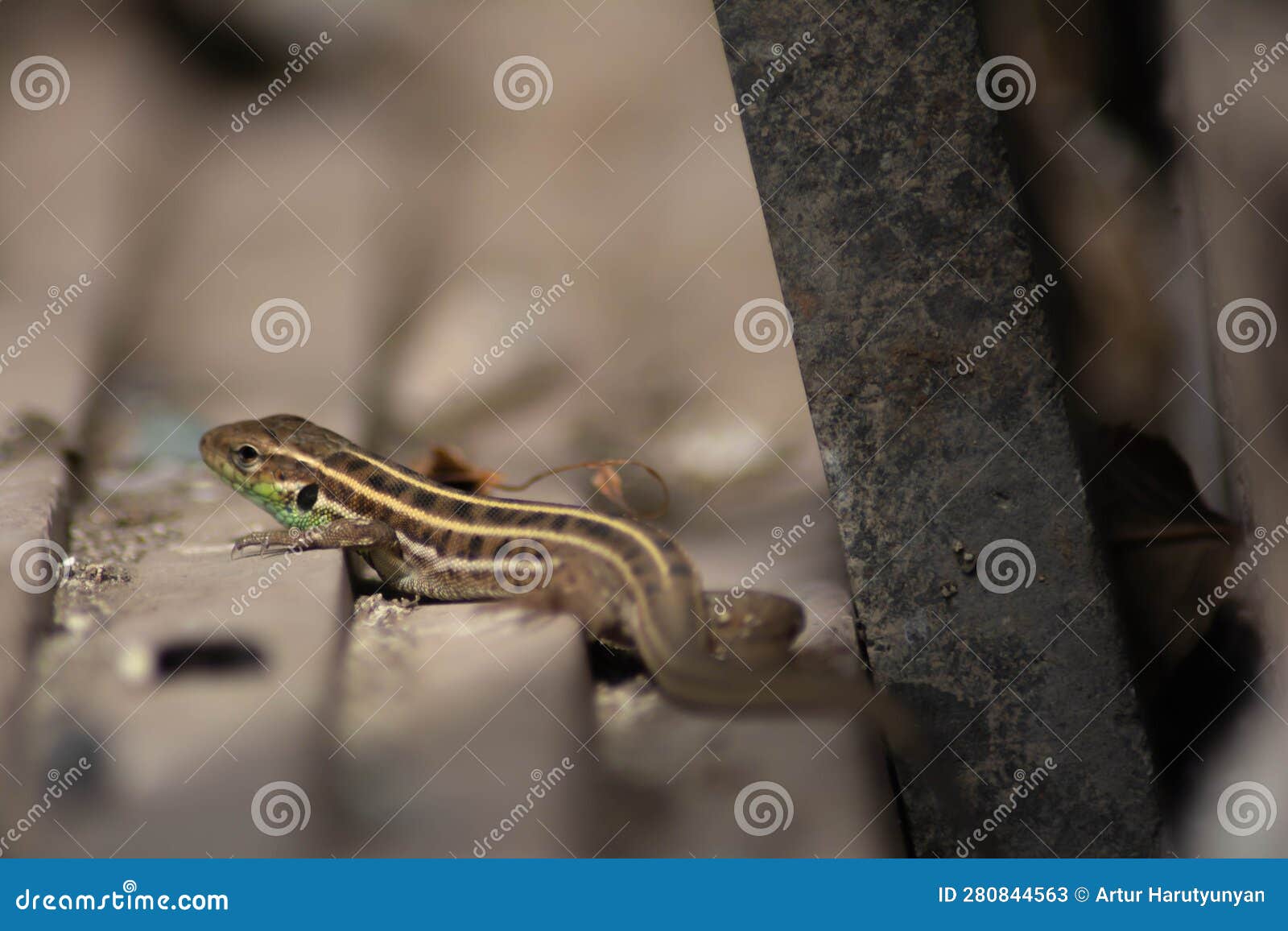Lizard with Green Hues. Common Lizard with Beautiful Patterns Stock ...
