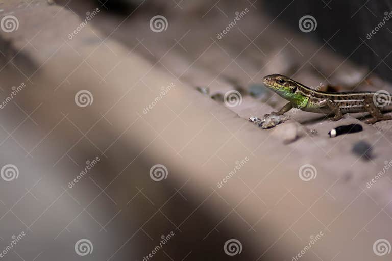 Lizard with Green Hues. Common Lizard with Beautiful Patterns Stock ...