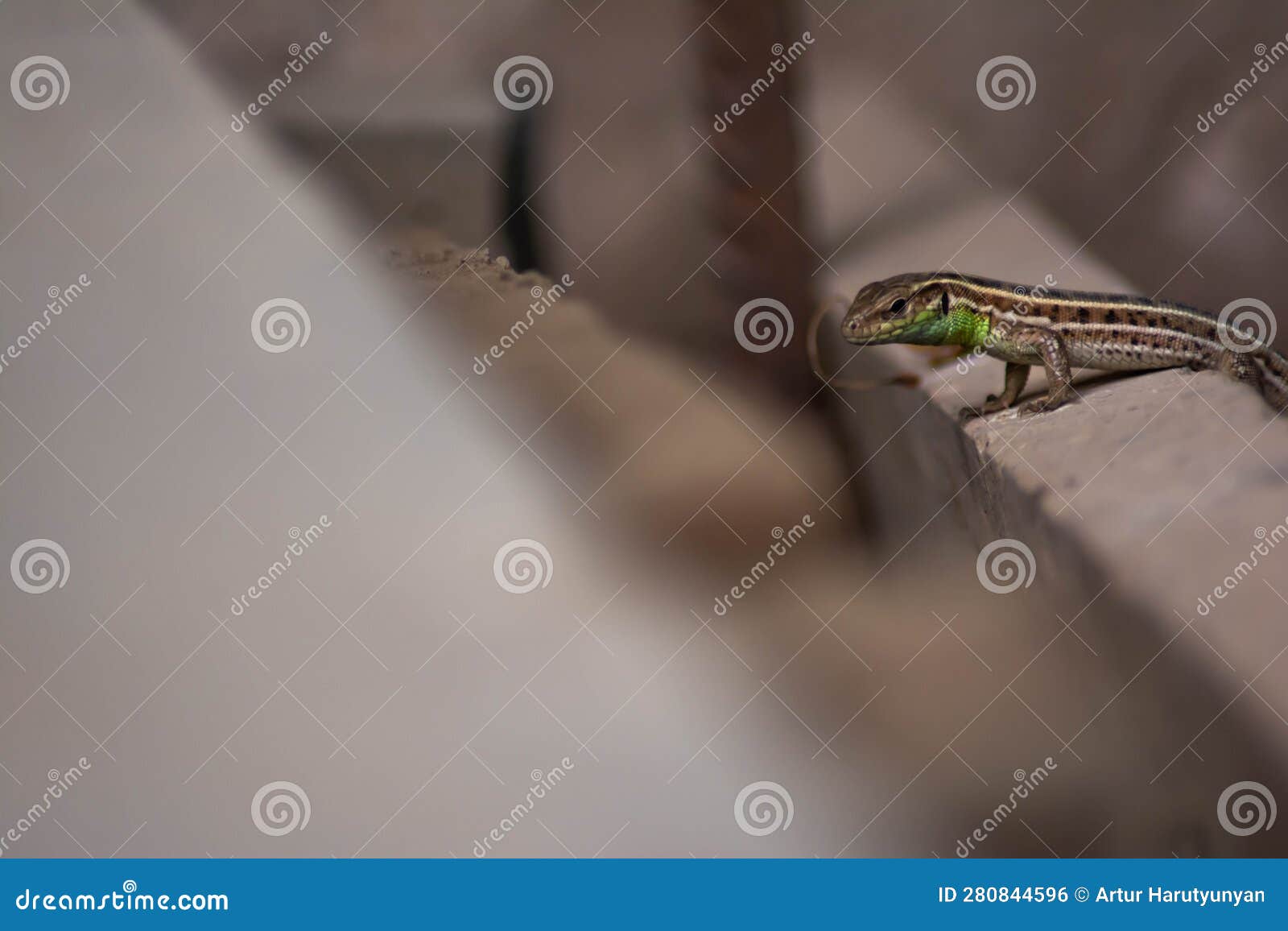 Lizard with Green Hues. Common Lizard with Beautiful Patterns Stock ...