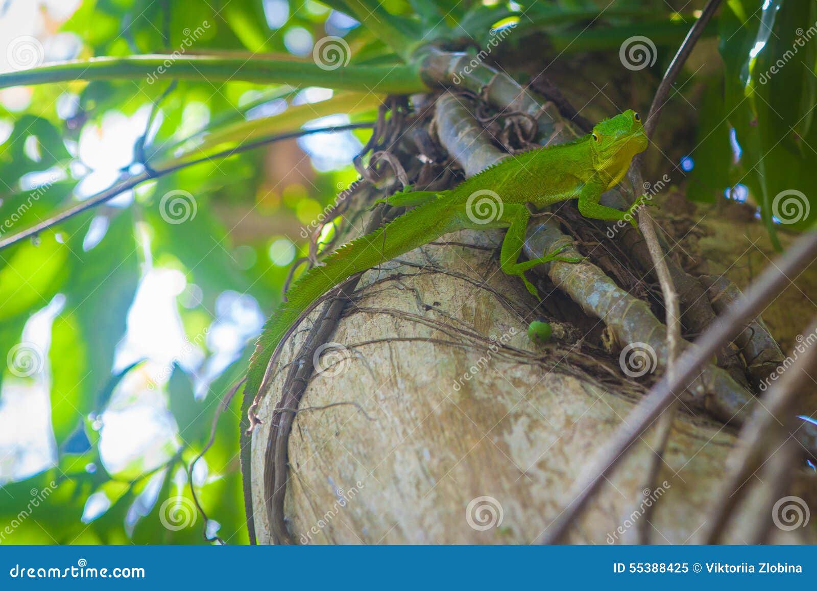 Lizard stock image. Image of lizard, hiding, reptiles - 55388425