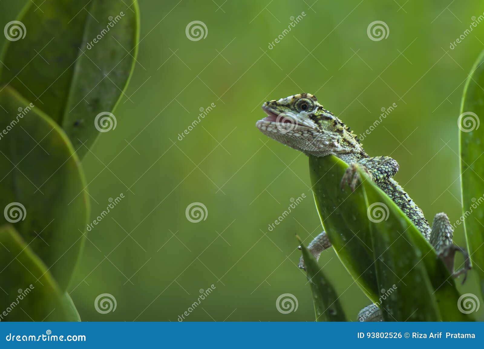 Lizard stock photo. Image of sunbathing, macro, stay - 93802526