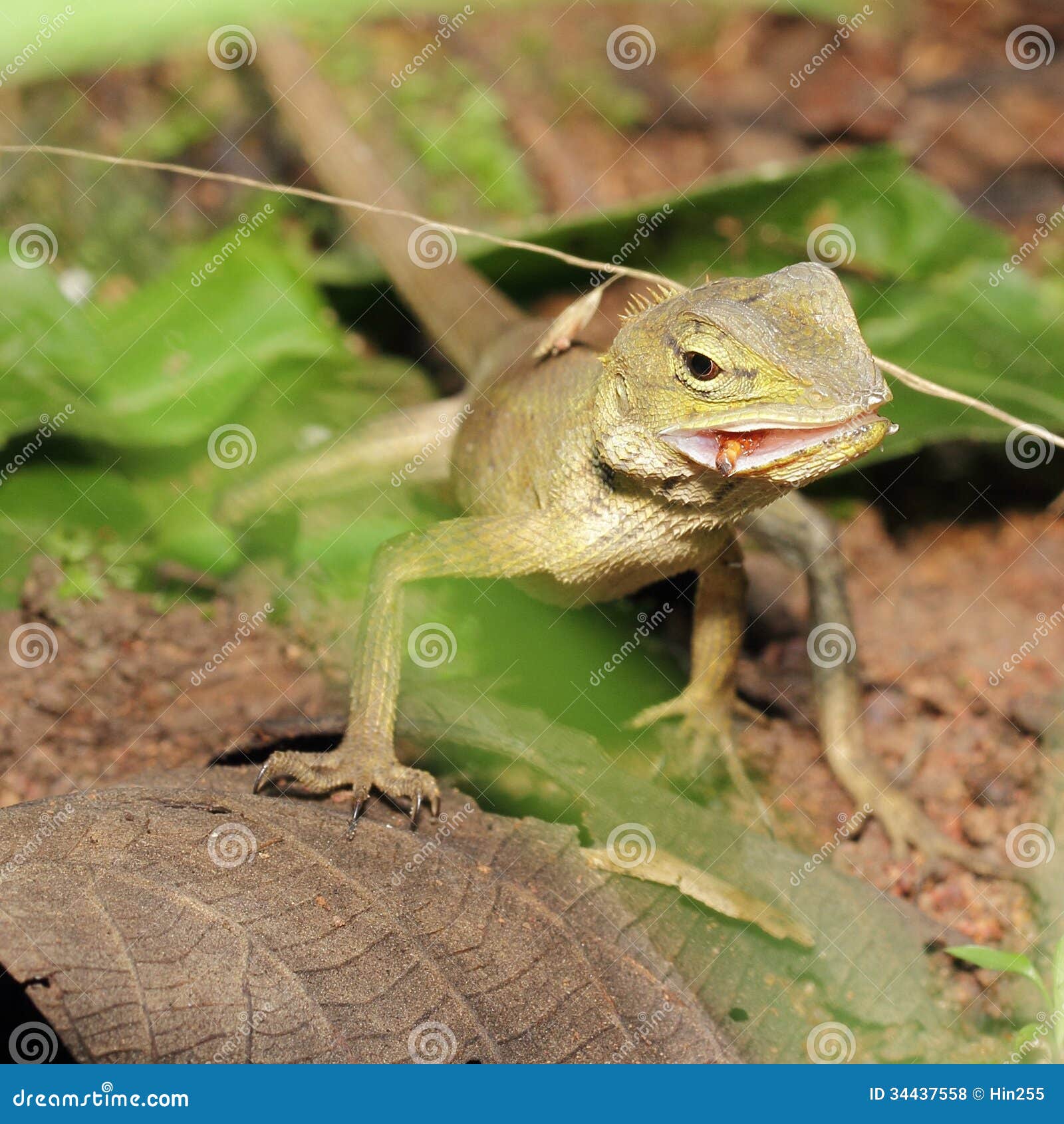 Lizard Green Lizard Finding Food Stock Photo - Image of scaly, reptile ...