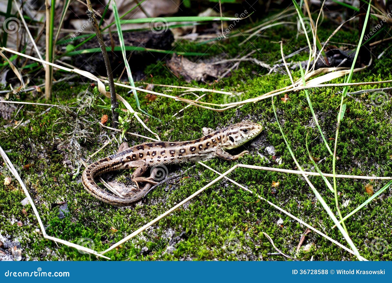 Lizard on green moss stock photo. Image of deagon, blooded - 36728588
