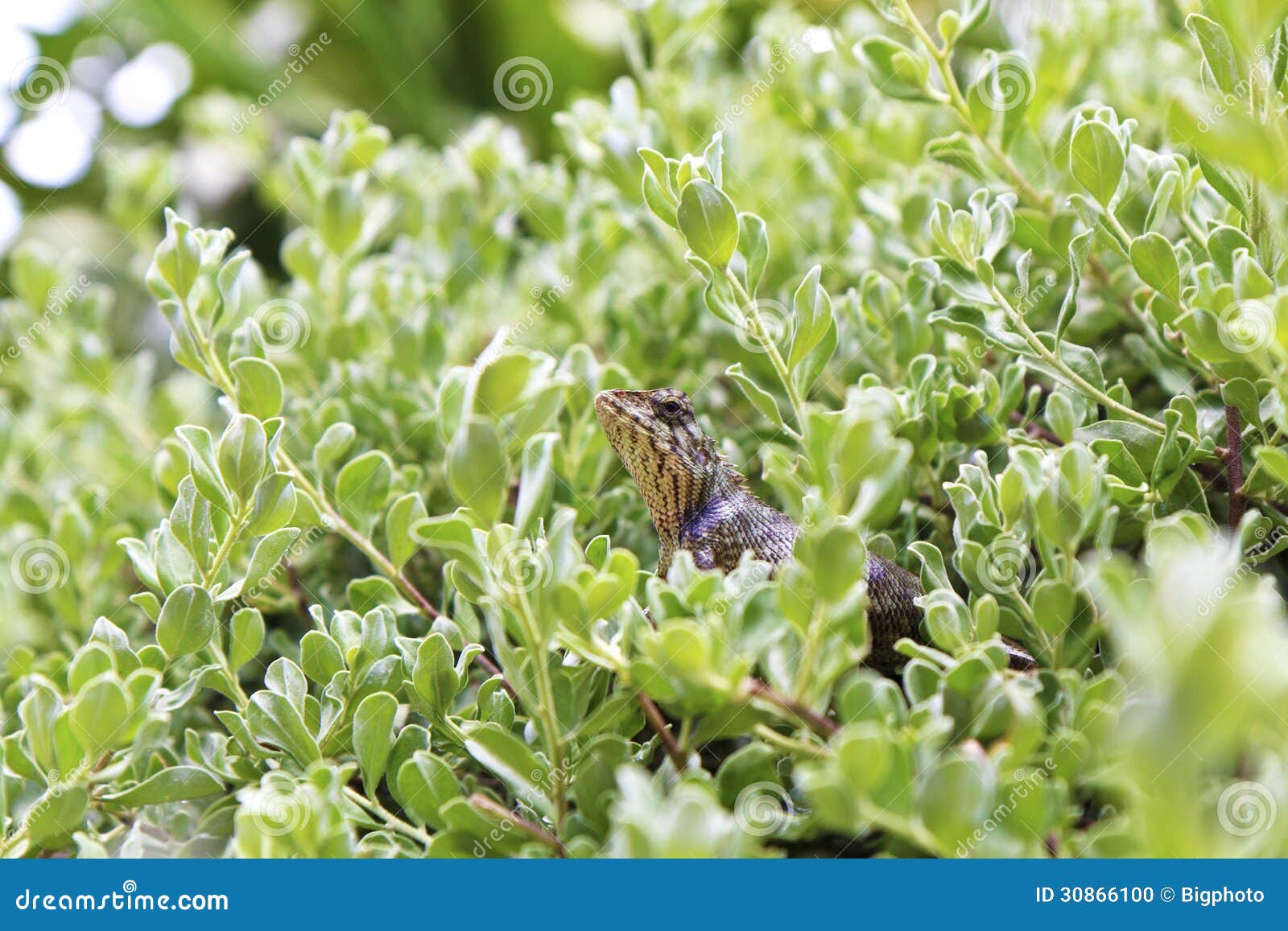Lizard in Green Nature or in Park or in the Garden Stock Photo - Image ...