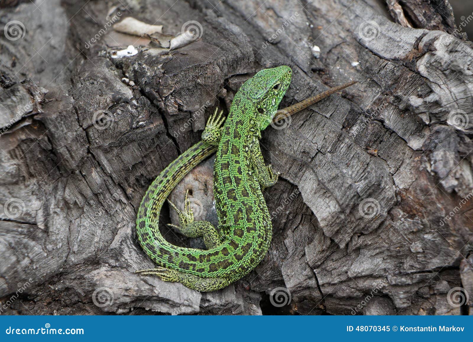 Lizard stock image. Image of macro, cold, climate, animals - 48070345