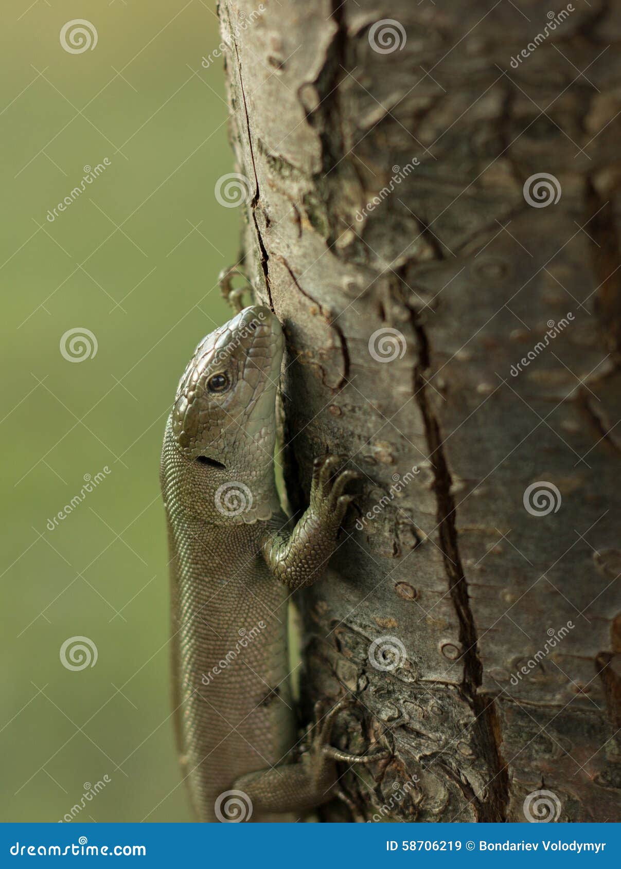 Lizard stock image. Image of claw, lizard, closeup, macro - 58706219