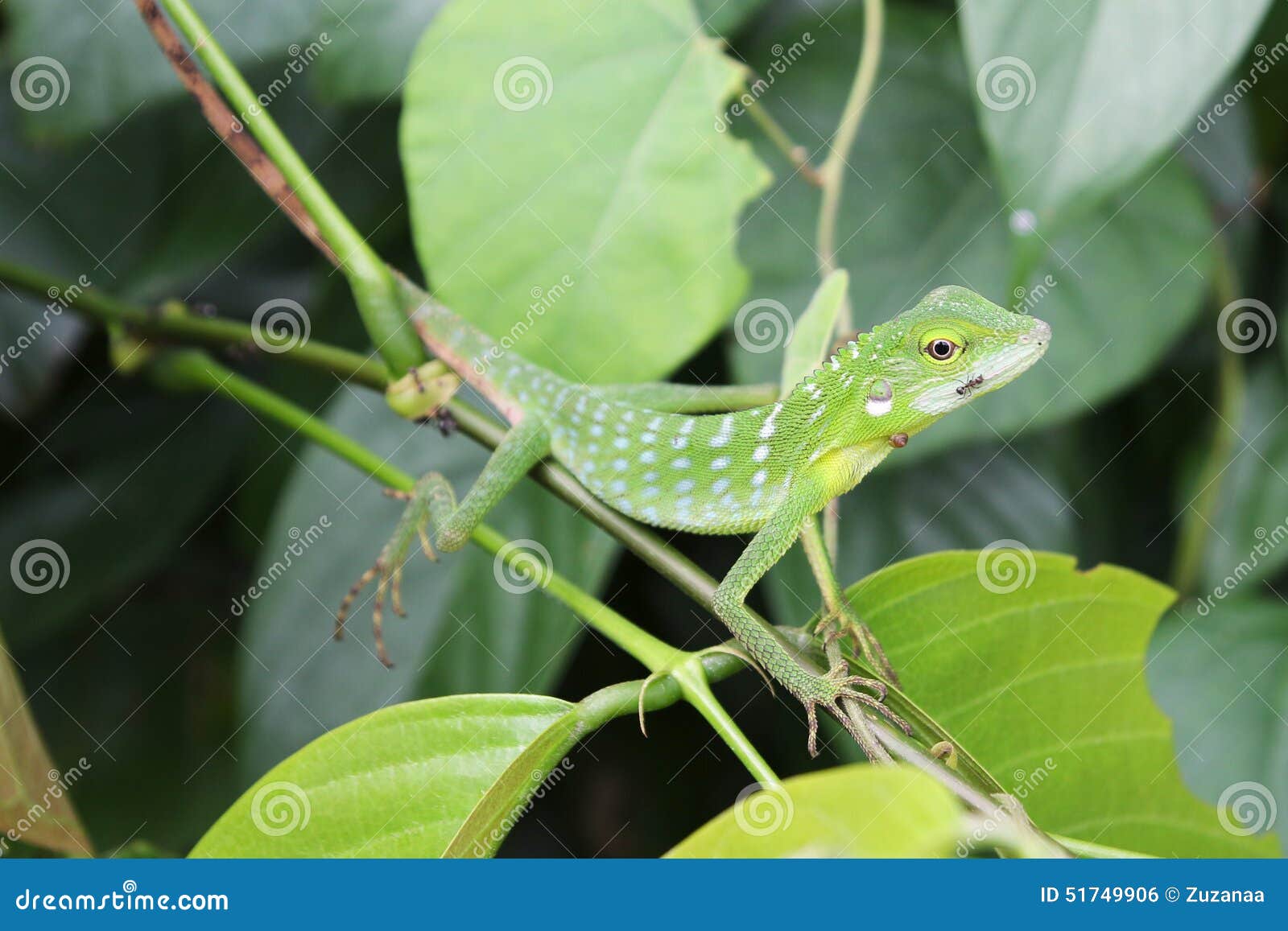 Lizard stock photo. Image of green, wild, rainforest - 51749906