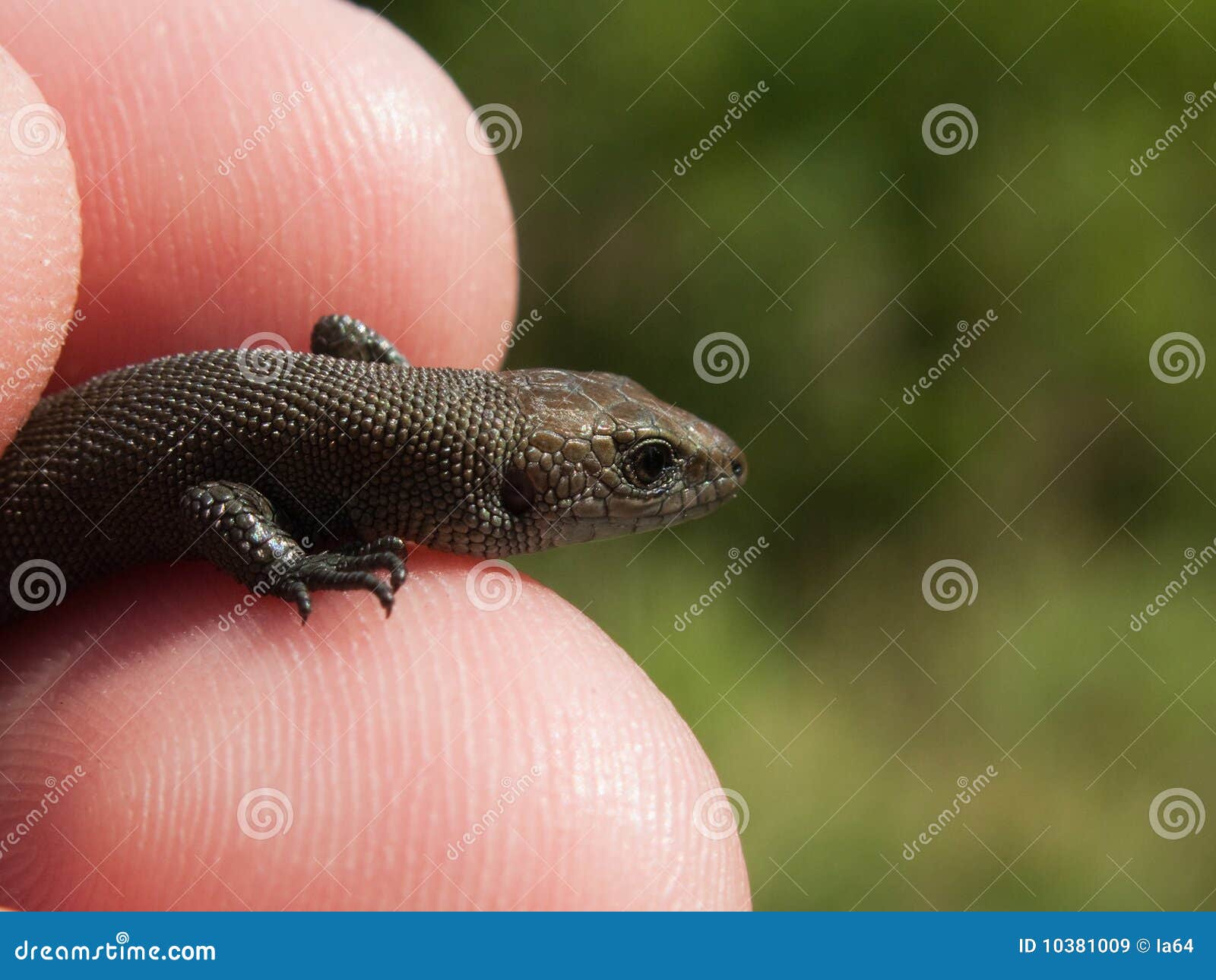 Lizard in hand stock image. Image of gecko, looking, macro - 10381009