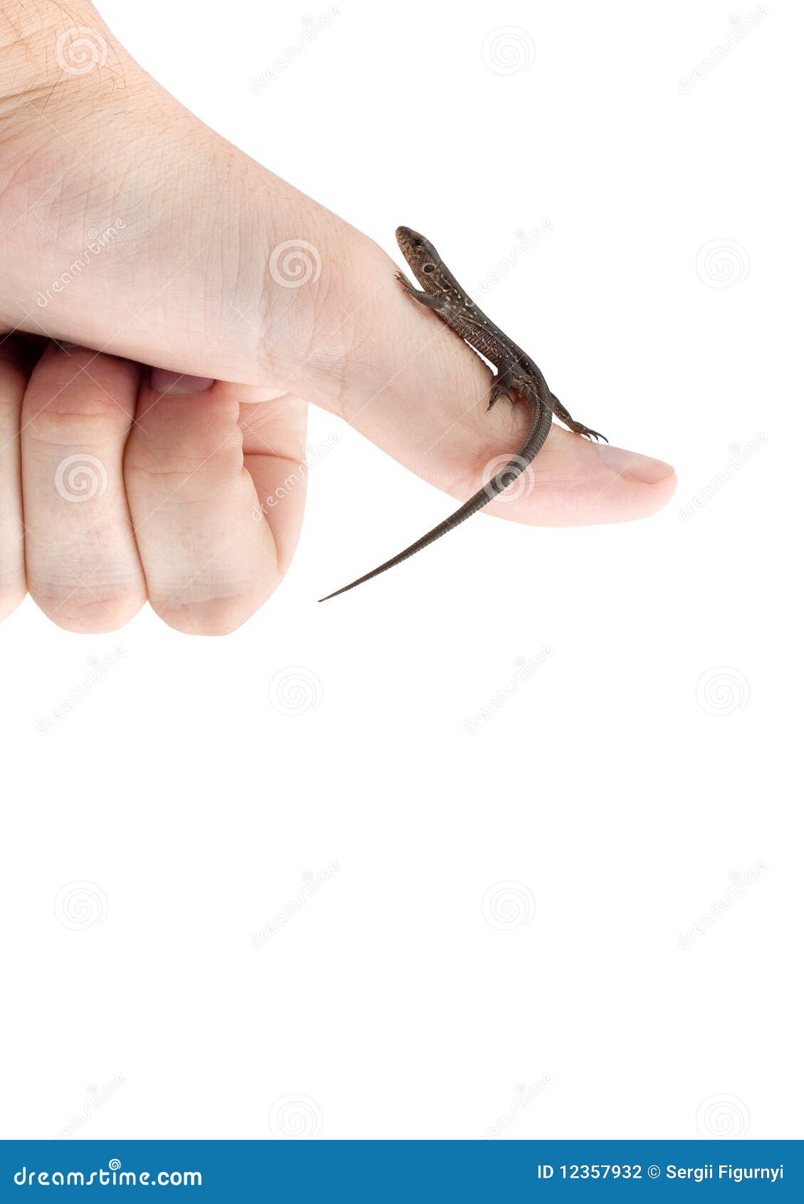 Lizard in the hand stock photo. Image of animal, vertebrate - 12357932