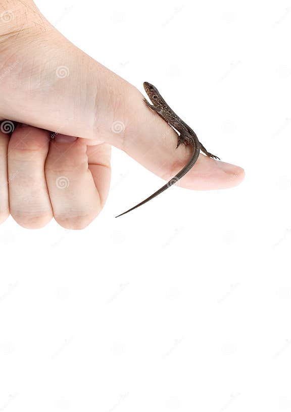 Lizard in the hand stock photo. Image of animal, vertebrate - 12357932