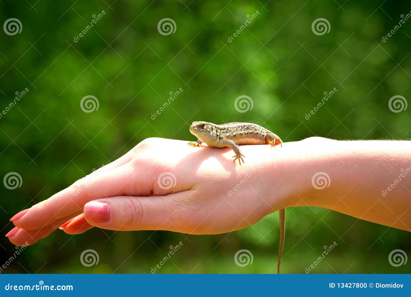 Lizard on hand stock photo. Image of female, hand, bright - 13427800