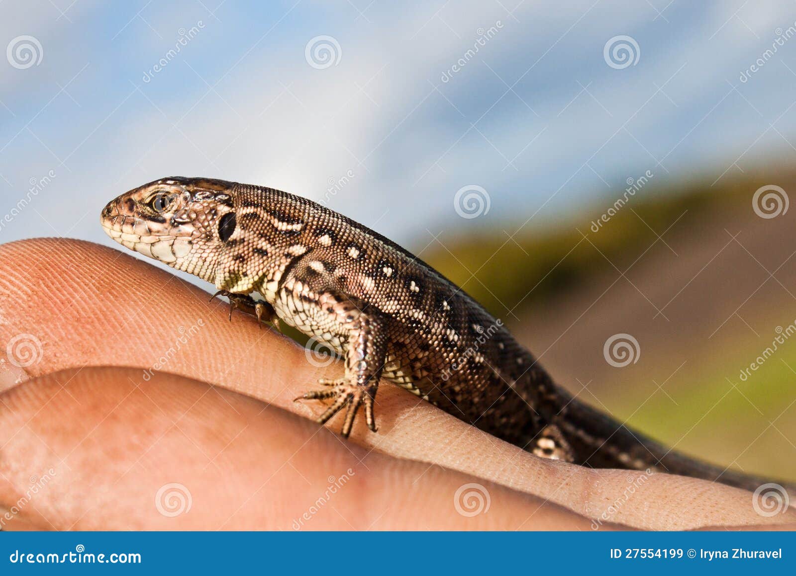 Lizard in hand stock image. Image of outdoors, agilis - 27554199