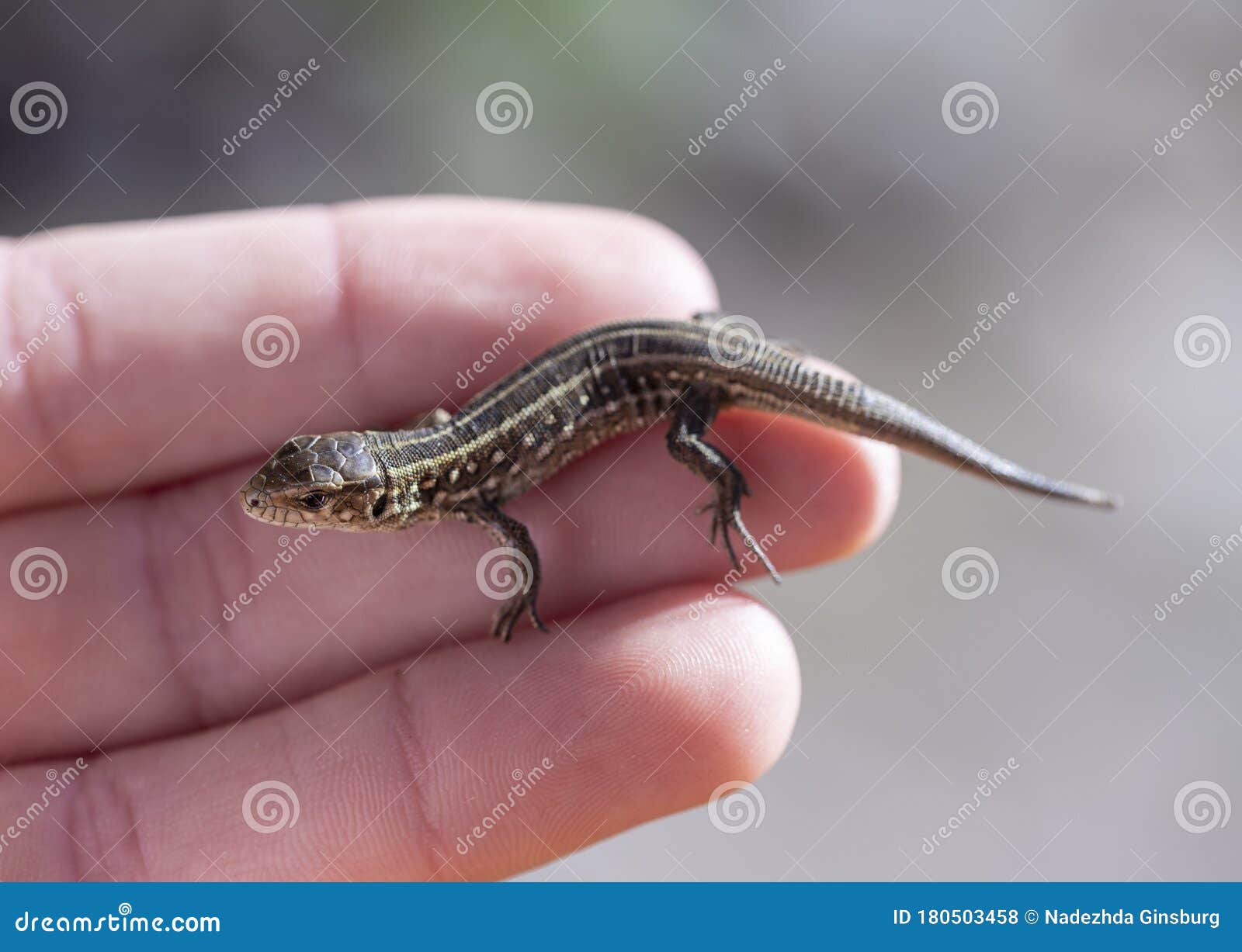 Lizard in Hand Close-up in Partial Blur Stock Photo - Image of color ...