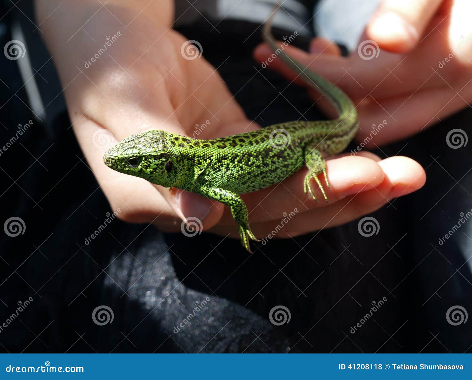 Lizard on a hand stock photo. Image of biology, wild - 41208118