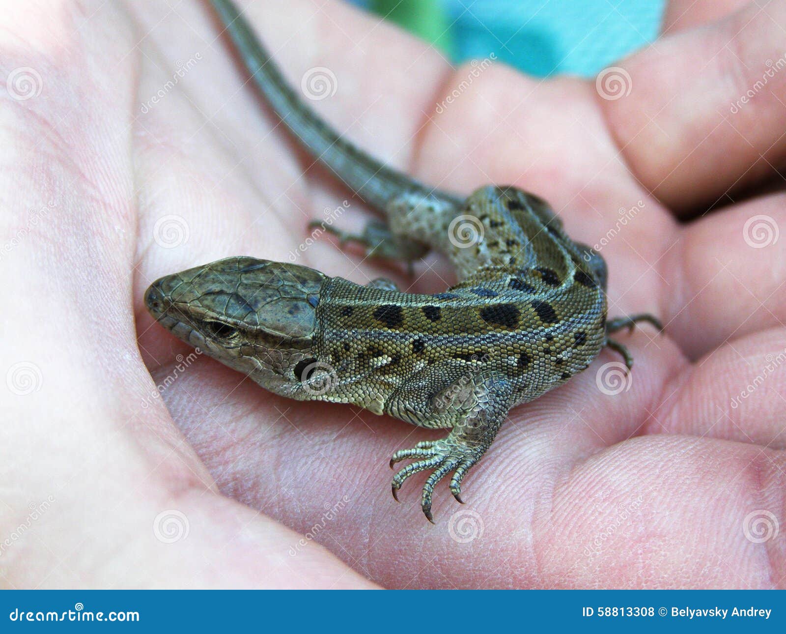 Lizard in the hand stock photo. Image of protective, hand - 58813308