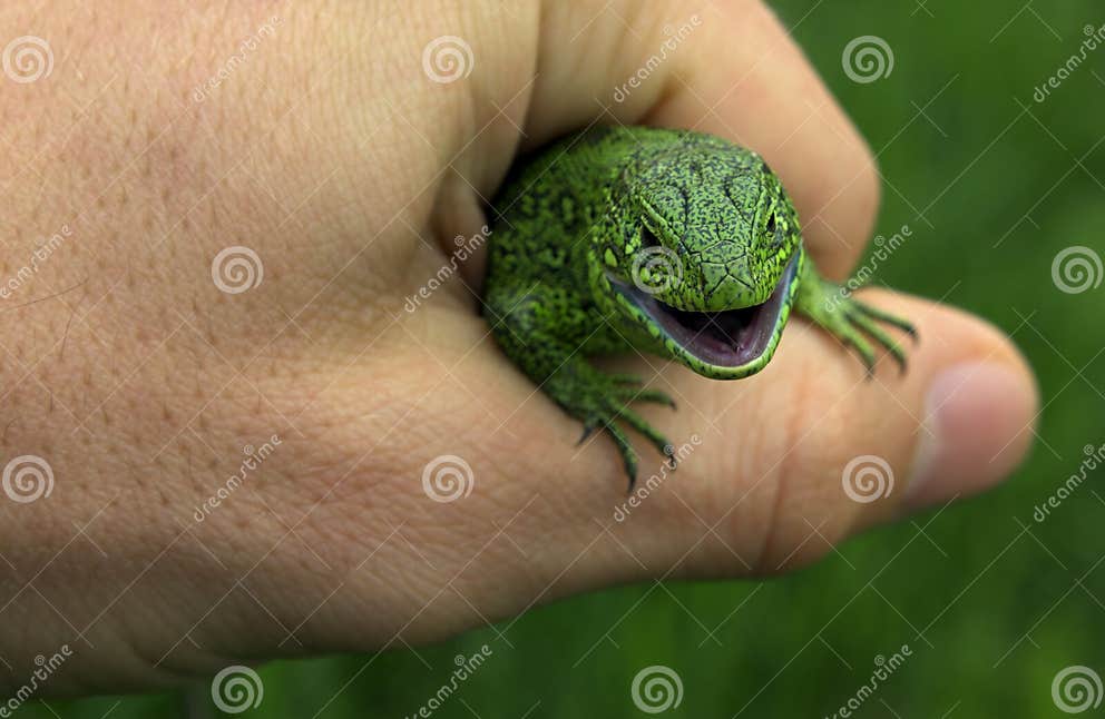 Lizard in the hand stock image. Image of beautiful, hand - 84586427