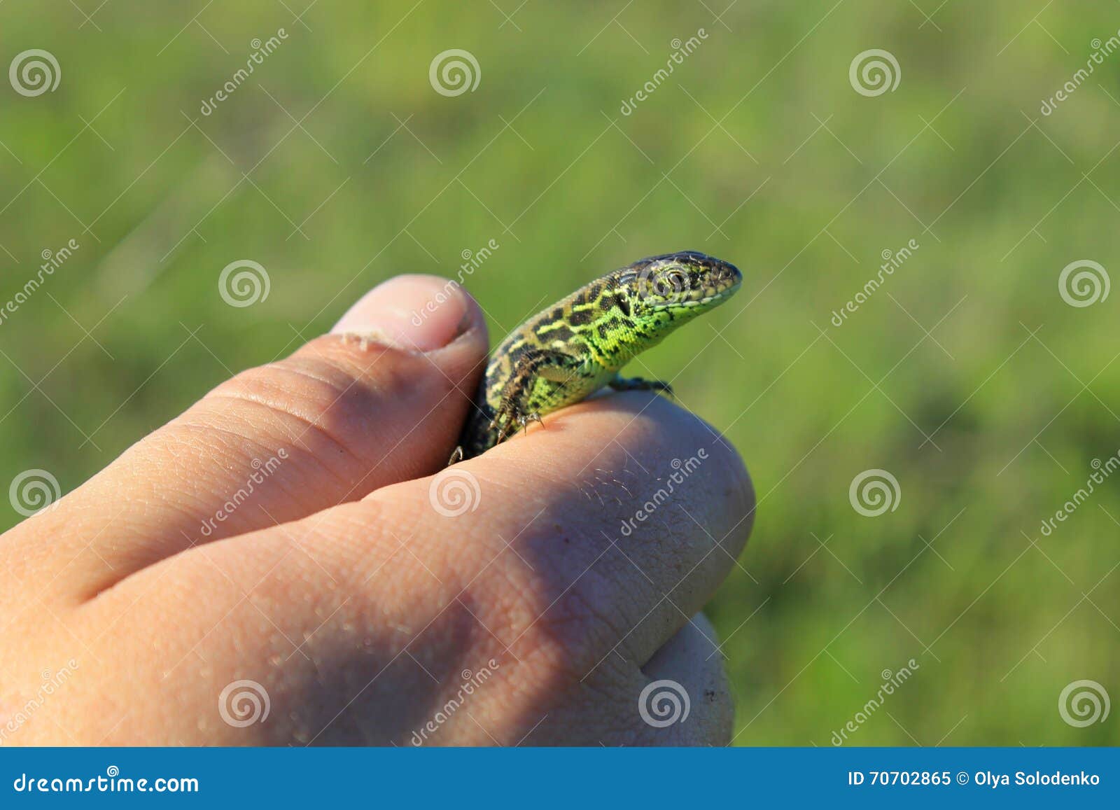 Lizard in hand stock image. Image of color, animal, nature - 70702865