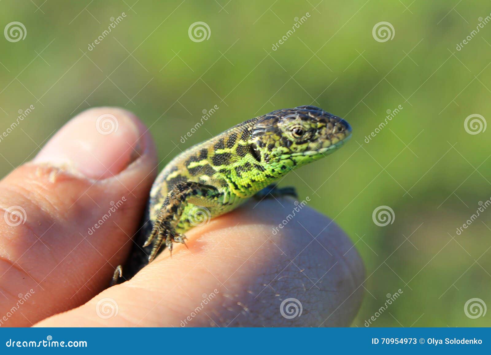 Lizard in hand stock image. Image of creature, european - 70954973
