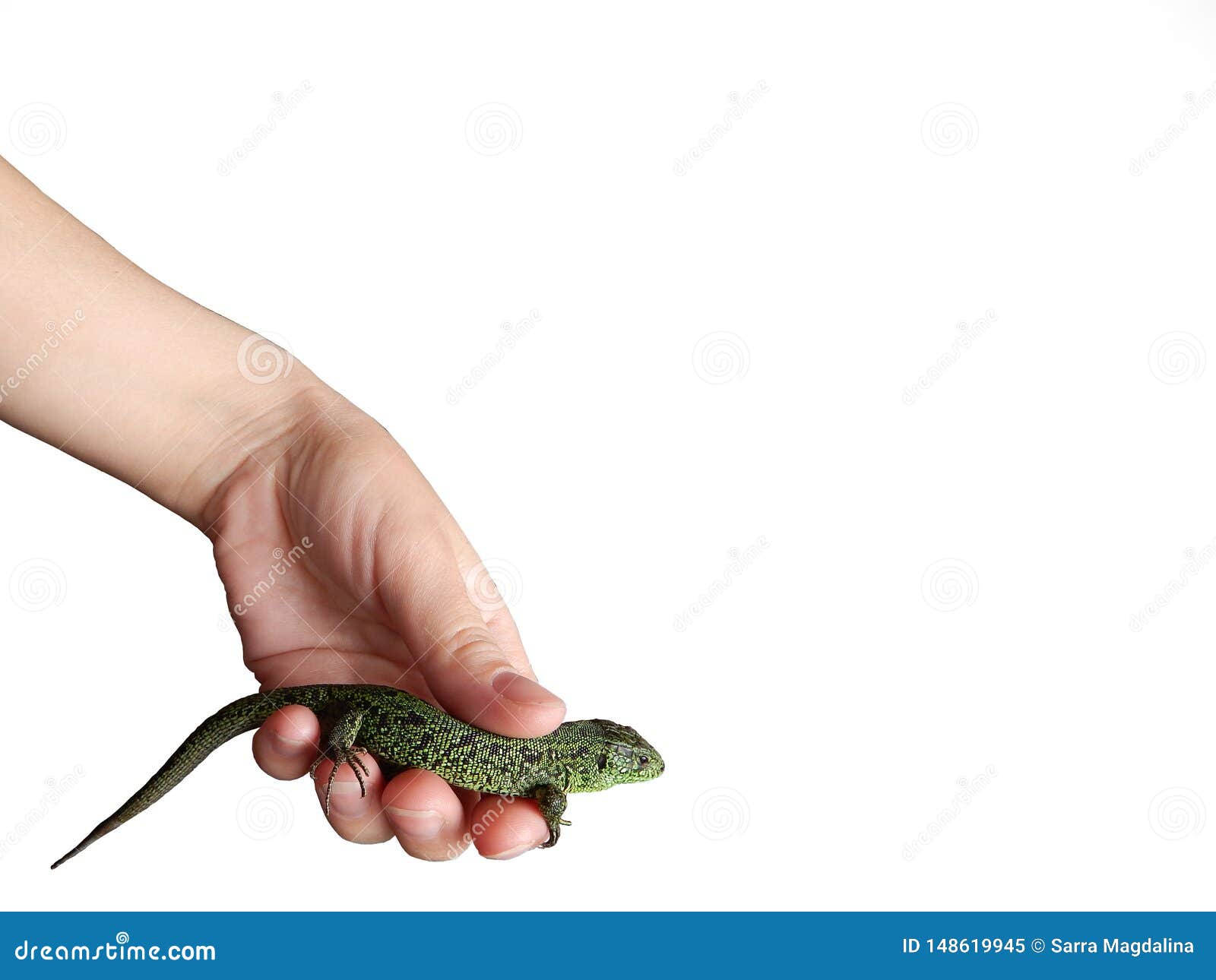 Lizard in hand stock image. Image of scale, isolated - 148619945